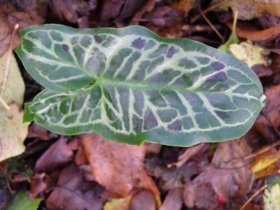 Arum - monksilvernursery.co.uk