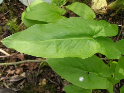 Arum - monksilvernursery.co.uk