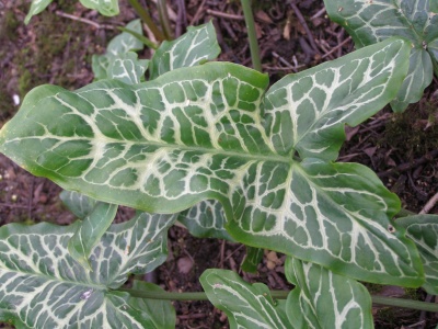 Arum - monksilvernursery.co.uk