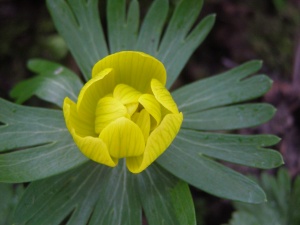Eranthis - monksilvernursery.co.uk