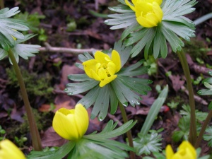 Eranthis - monksilvernursery.co.uk
