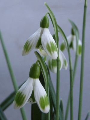 Galanthus - monksilvernursery.co.uk