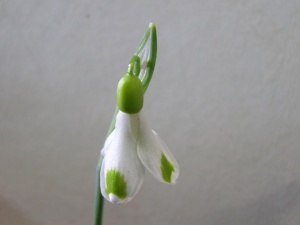 Galanthus 'Tilly' - monksilvernursery.co.uk