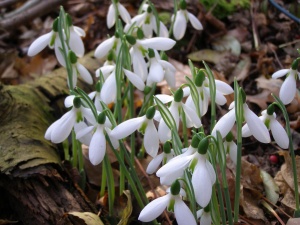 Galanthus elwesii 'Peter Gatehouse' - monksilvernursery.co.uk