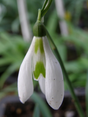 Galanthus - monksilvernursery.co.uk