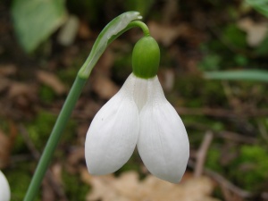 Galanthus - monksilvernursery.co.uk