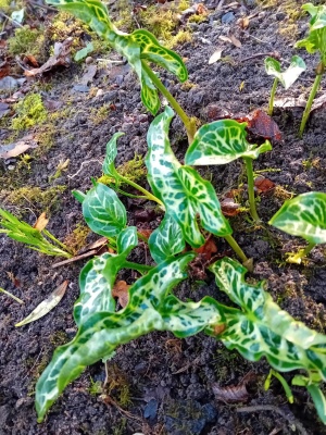 Arum - monksilvernursery.co.uk