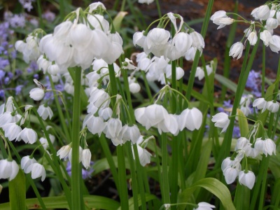 Allium paradoxum var. normale, - monksilvernursery.co.uk