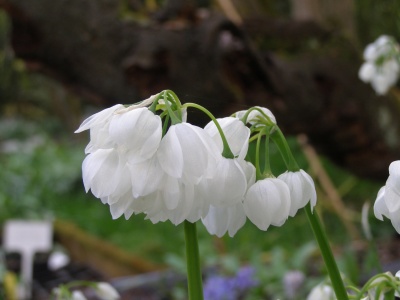 Allium paradoxum var. normale, - monksilvernursery.co.uk