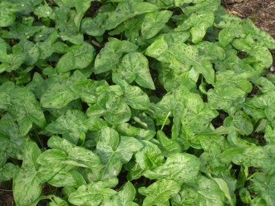 Arum 'Streaked Spectre' - monksilvernursery.co.uk
