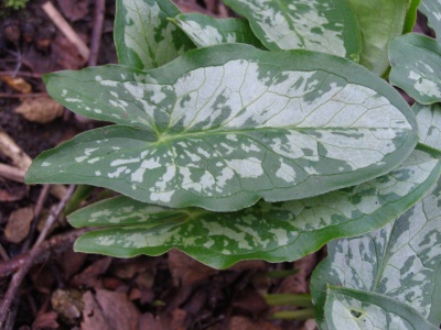 Arum concinnatum 'Agia-Vavara' - monksilvernursery.co.uk