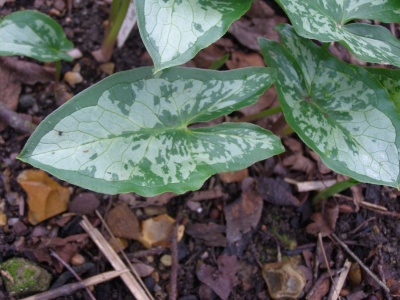 Arum concinnatum 'Agia-Vavara' - monksilvernursery.co.uk