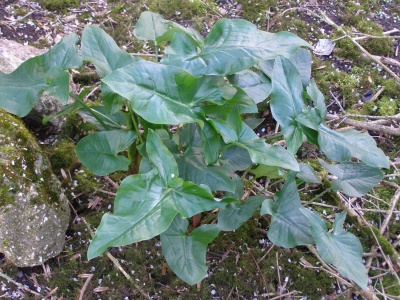 Arum italicum subsp. albispathum - monksilvernursery.co.uk