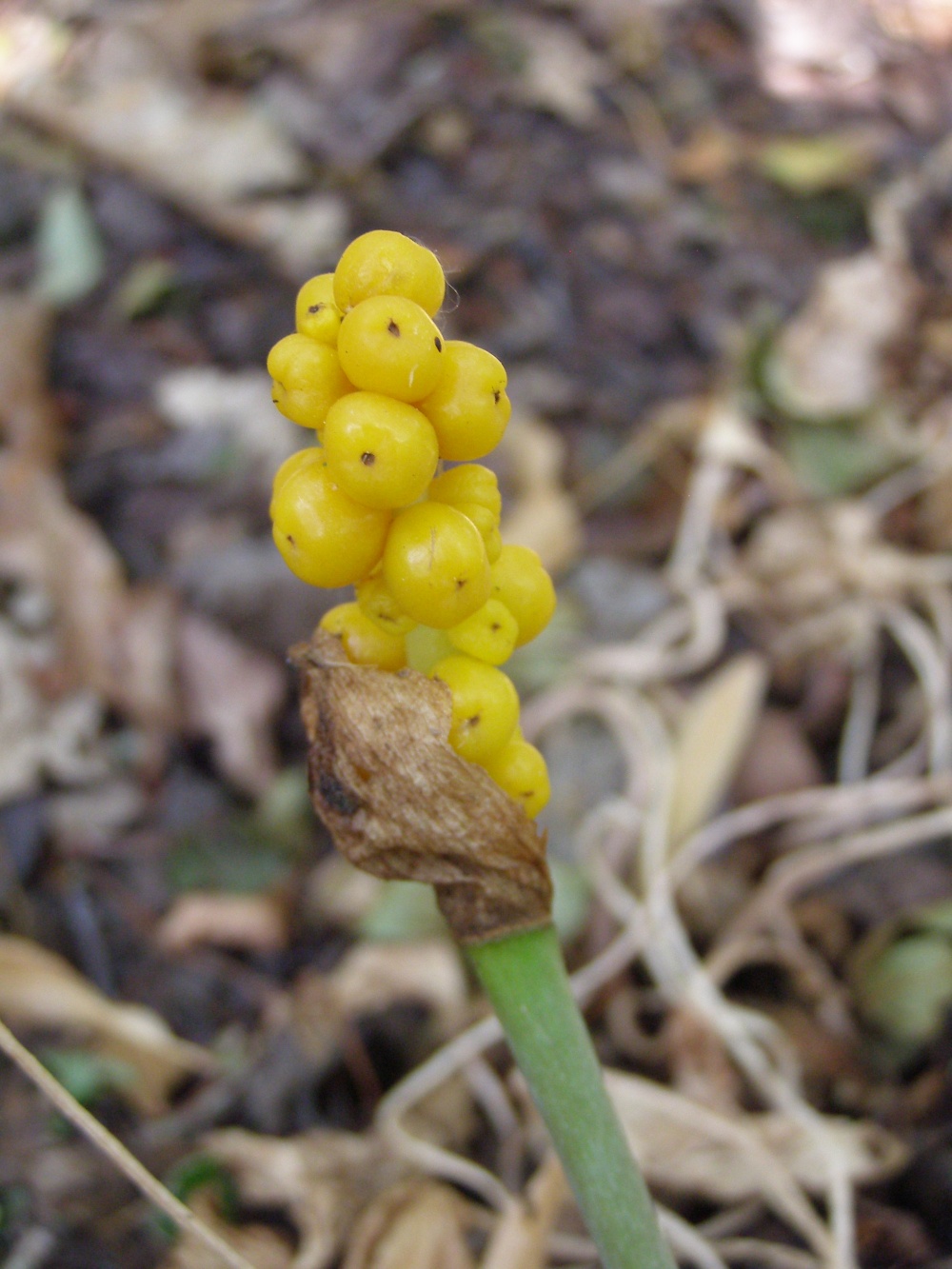 Arum maculatum, yellow berry, forma flavescens - monksilvernursery.co.uk