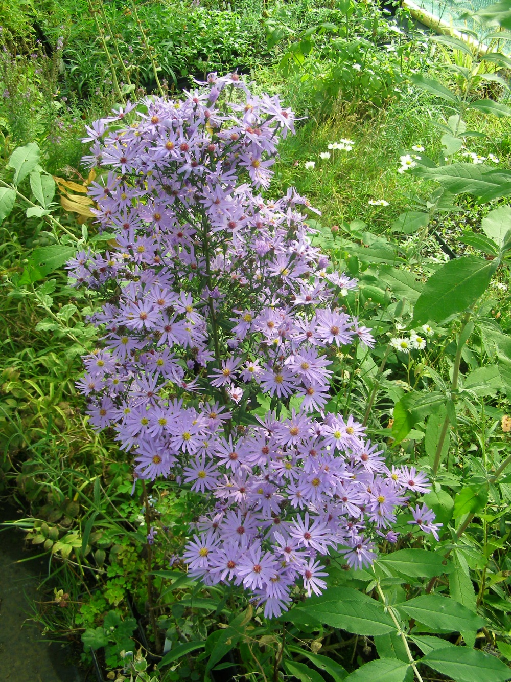 Aster 'Treffpunkt' - monksilvernursery.co.uk