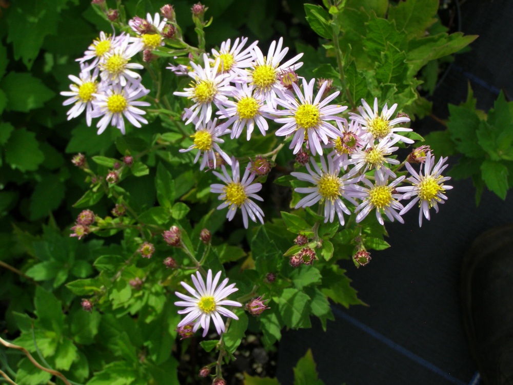 Aster trifoliatus subsp. ageratoides 'Asran' - monksilvernursery.co.uk