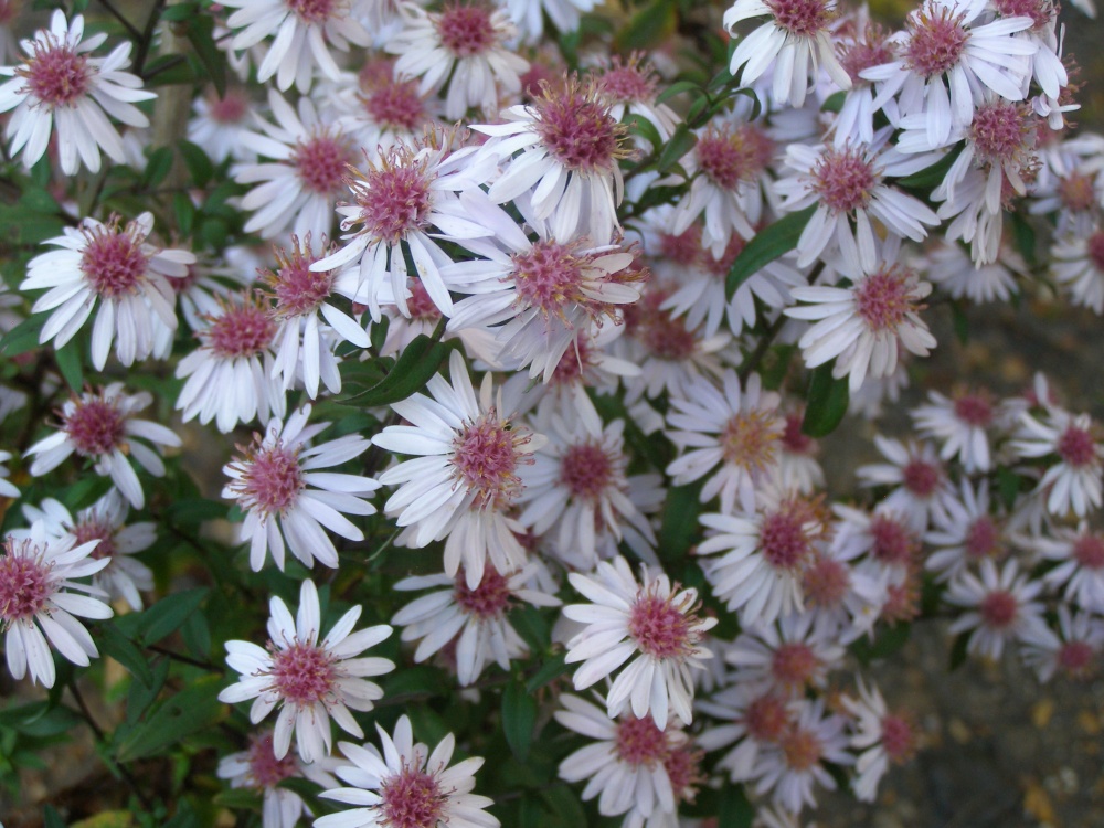 Aster lateriflorus 'Prince' - monksilvernursery.co.uk