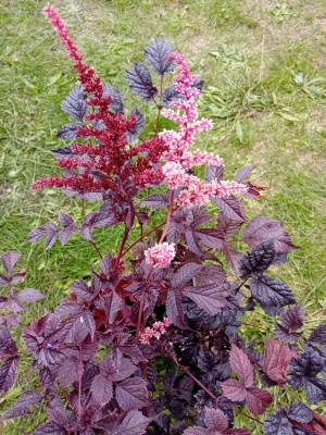 Astilbe 'Chocolate Shogun ' - monksilvernursery.co.uk