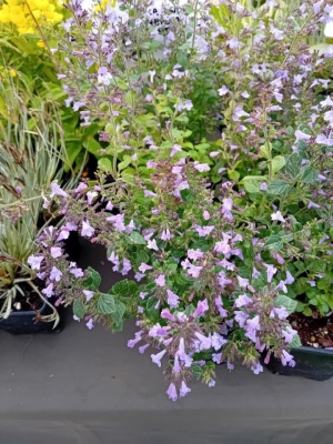 Calamintha nepeta 'Marvelette Blue' - monksilvernursery.co.uk