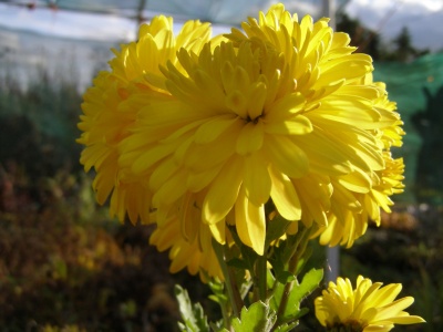 Chrysanthemum 'Margery Fish' - monksilvernursery.co.uk