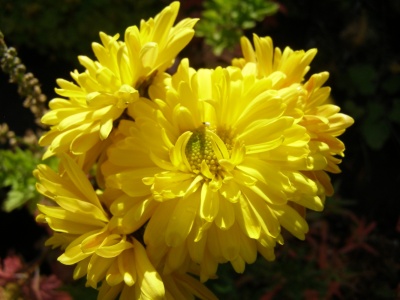 Chrysanthemum 'Margery Fish' - monksilvernursery.co.uk