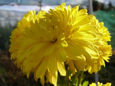 Chrysanthemum 'Margery Fish' - monksilvernursery.co.uk