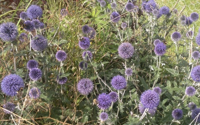 Echinops ritro 'Veitch's Blue' - monksilvernursery.co.uk