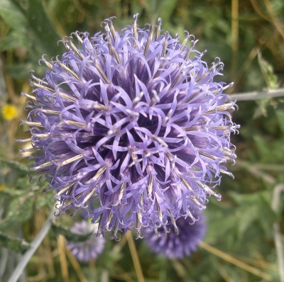 Echinops ritro 'Veitch's Blue' - monksilvernursery.co.uk