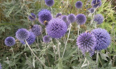Echinops ritro 'Veitch's Blue' - monksilvernursery.co.uk