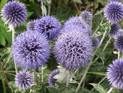Echinops ritro 'Veitch's Blue' - monksilvernursery.co.uk
