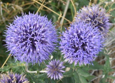 Echinops ritro 'Veitch's Blue' - monksilvernursery.co.uk