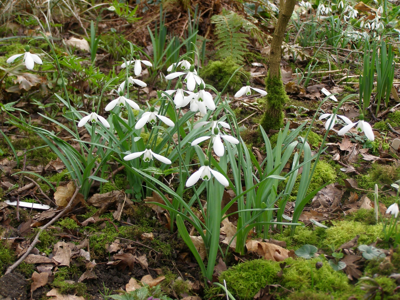 Galanthus 'Orleton' - monksilvernursery.co.uk