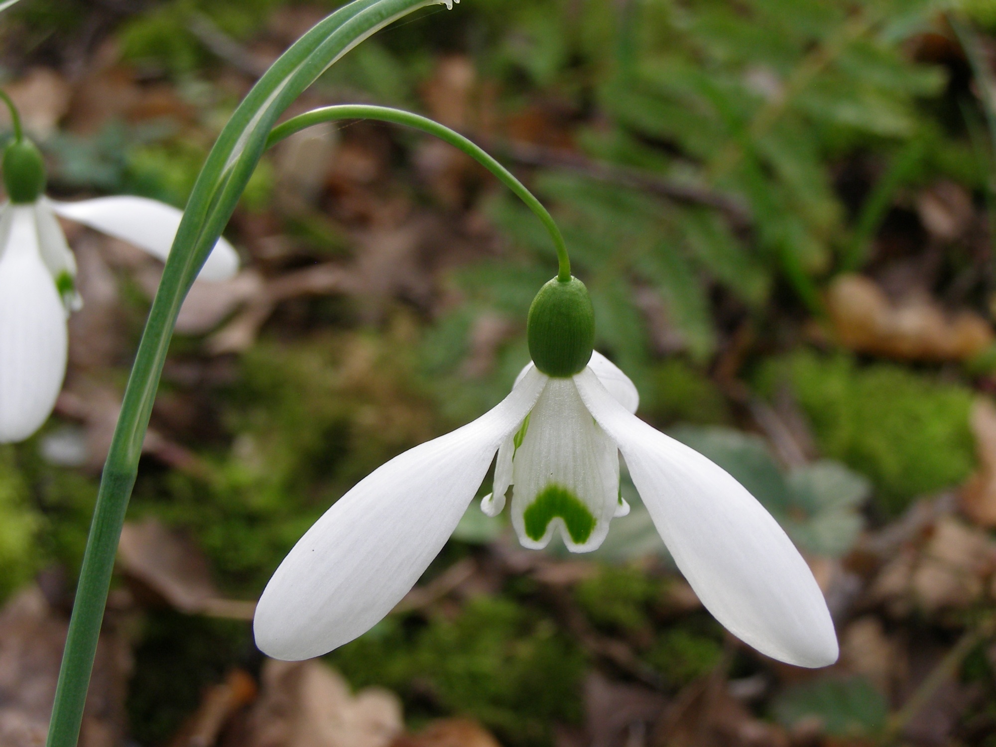 Galanthus 'Orleton' - monksilvernursery.co.uk