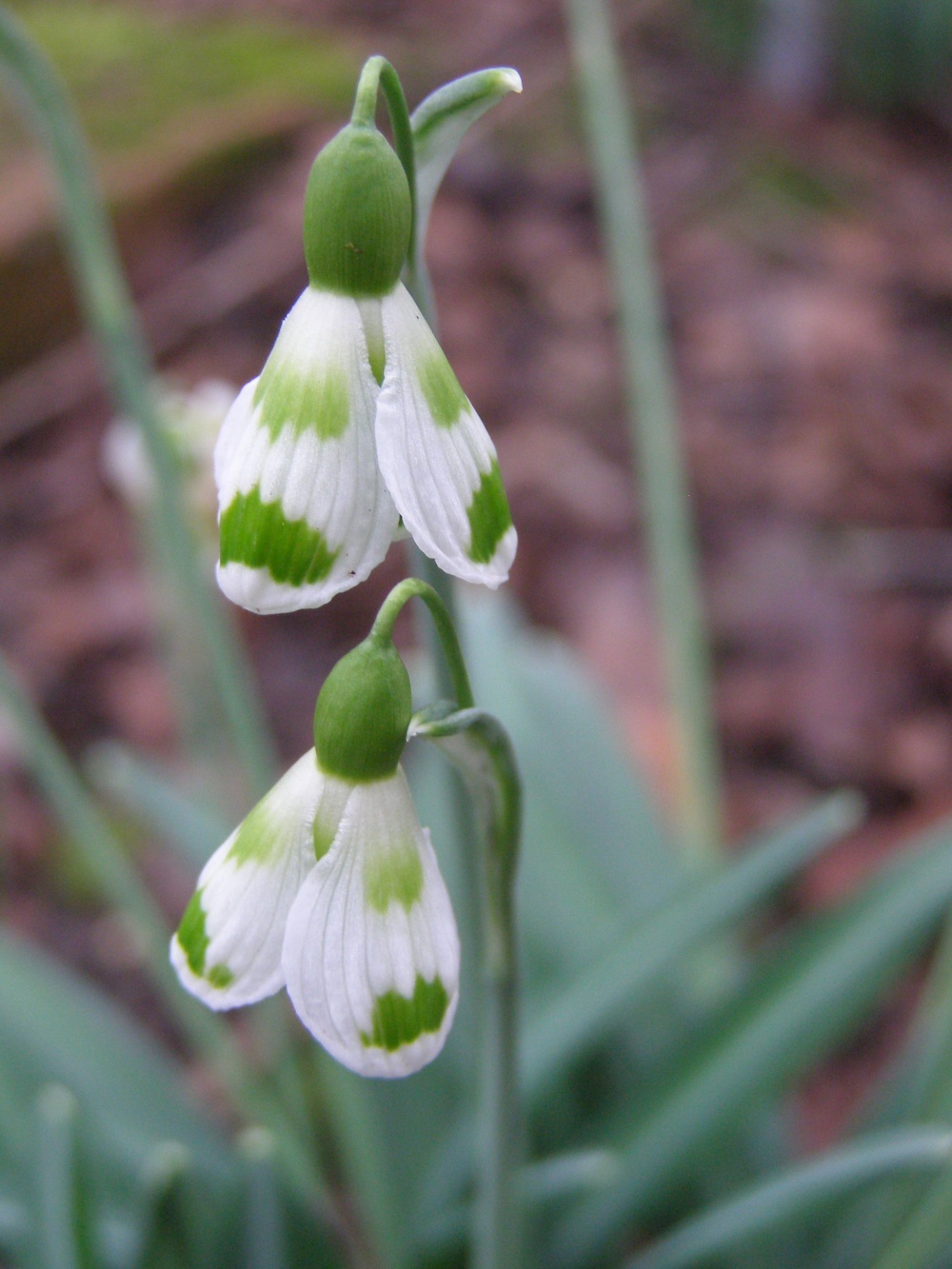 Galanthus plicatus 'Ellie Saunders' - monksilvernursery.co.uk