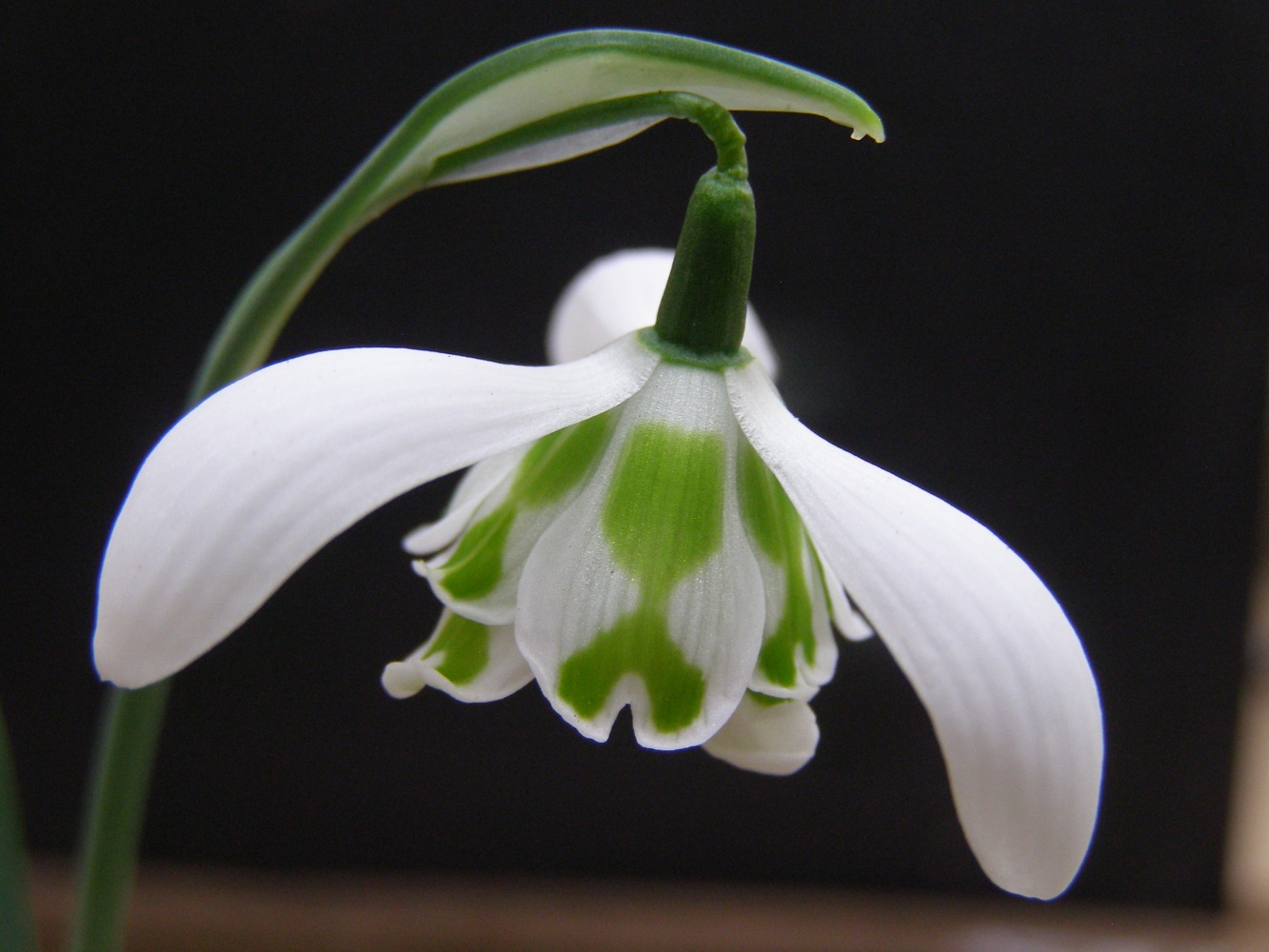Galanthus 'Heffalump' - monksilvernursery.co.uk