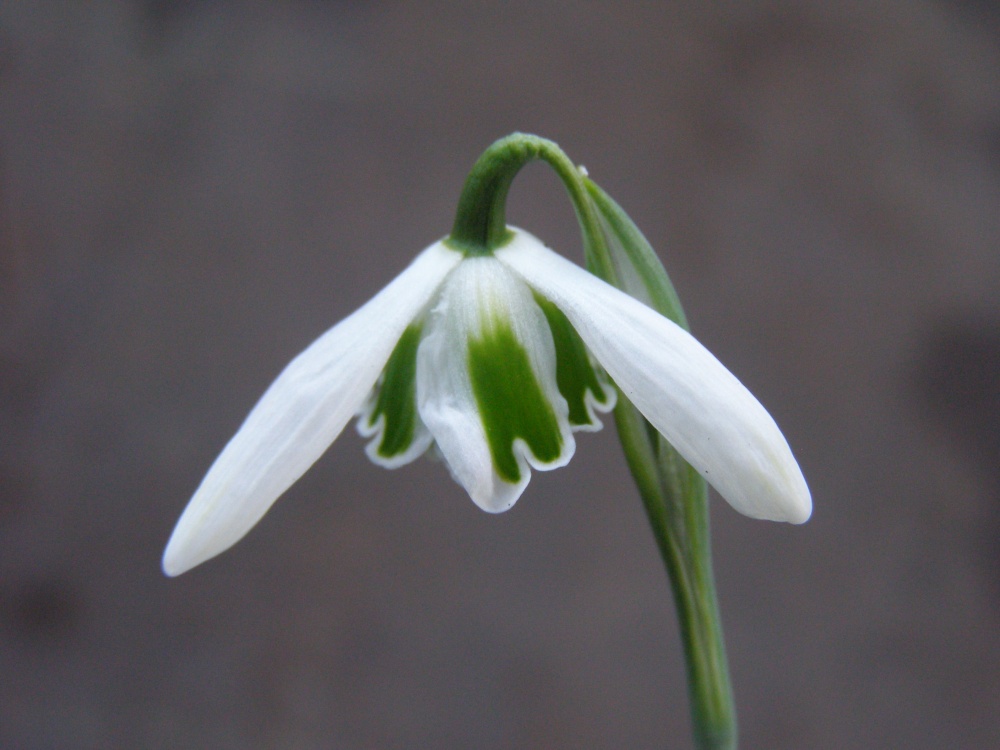 Galanthus 'Lavinia' - monksilvernursery.co.uk