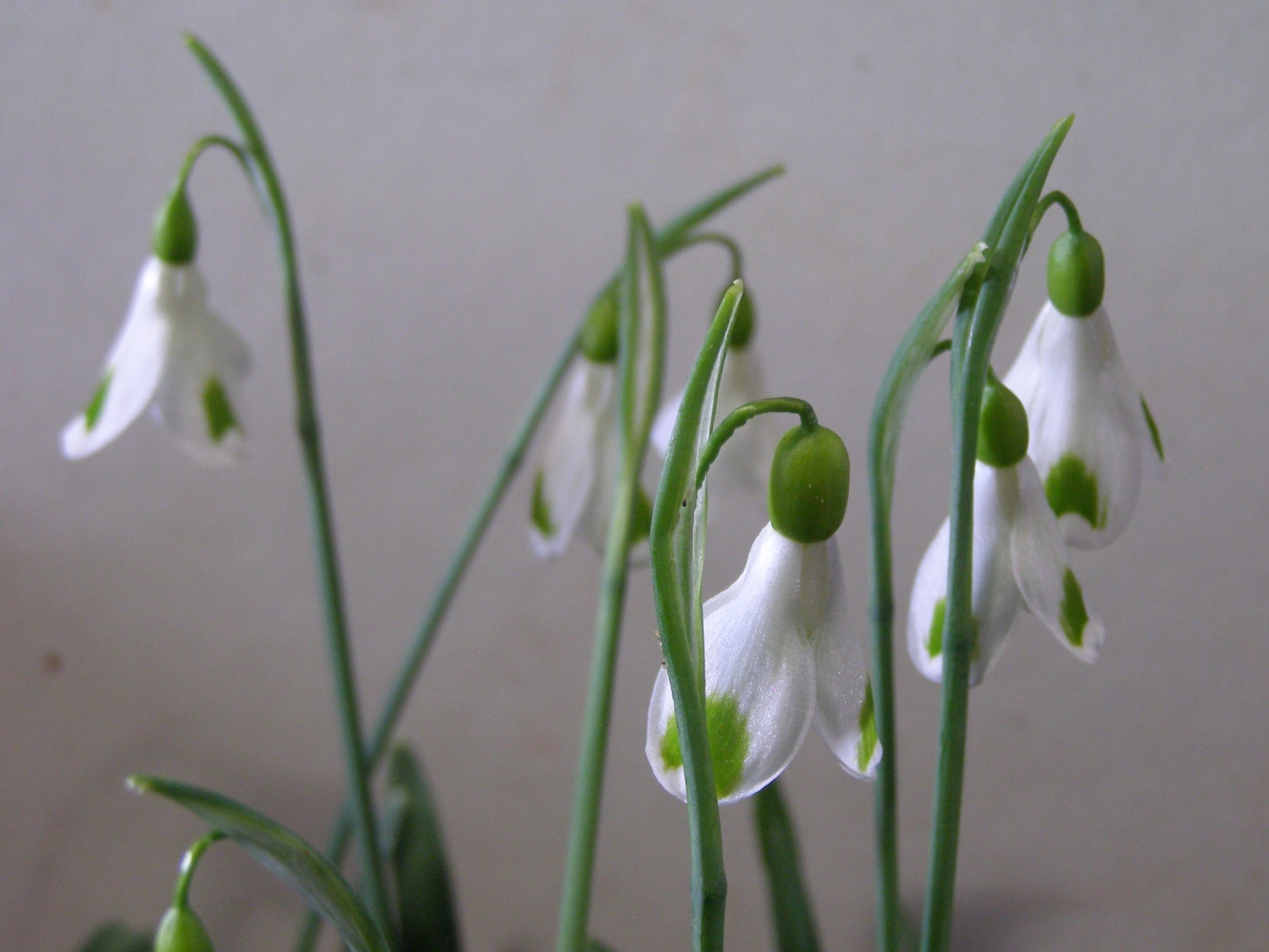 Galanthus 'Tilly' - monksilvernursery.co.uk