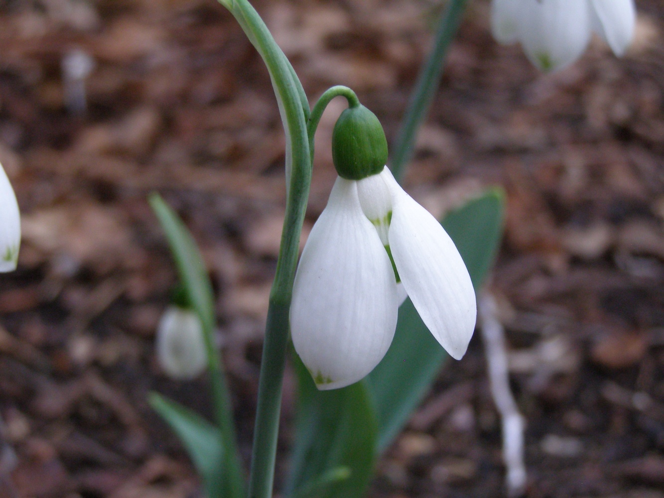 Galanthus elwesii 'Grumpy' - monksilvernursery.co.uk
