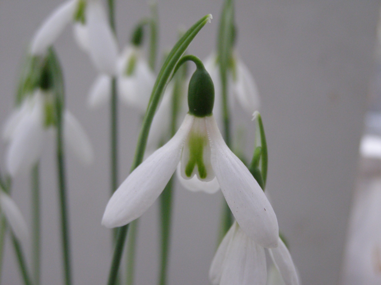 Galanthus elwesii 'Peter Gatehouse' - monksilvernursery.co.uk