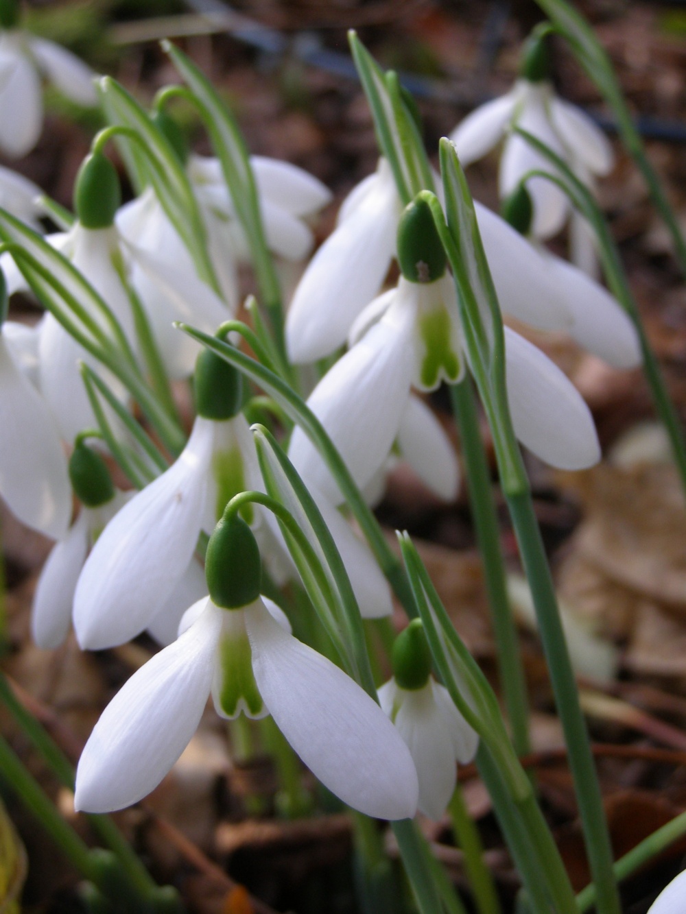 Galanthus elwesii 'Peter Gatehouse' - monksilvernursery.co.uk