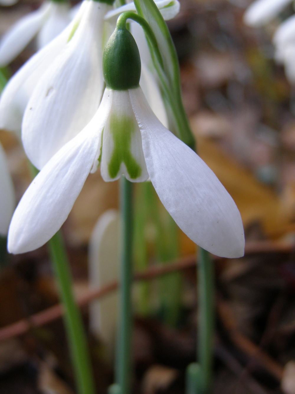 Galanthus elwesii 'Peter Gatehouse' - monksilvernursery.co.uk