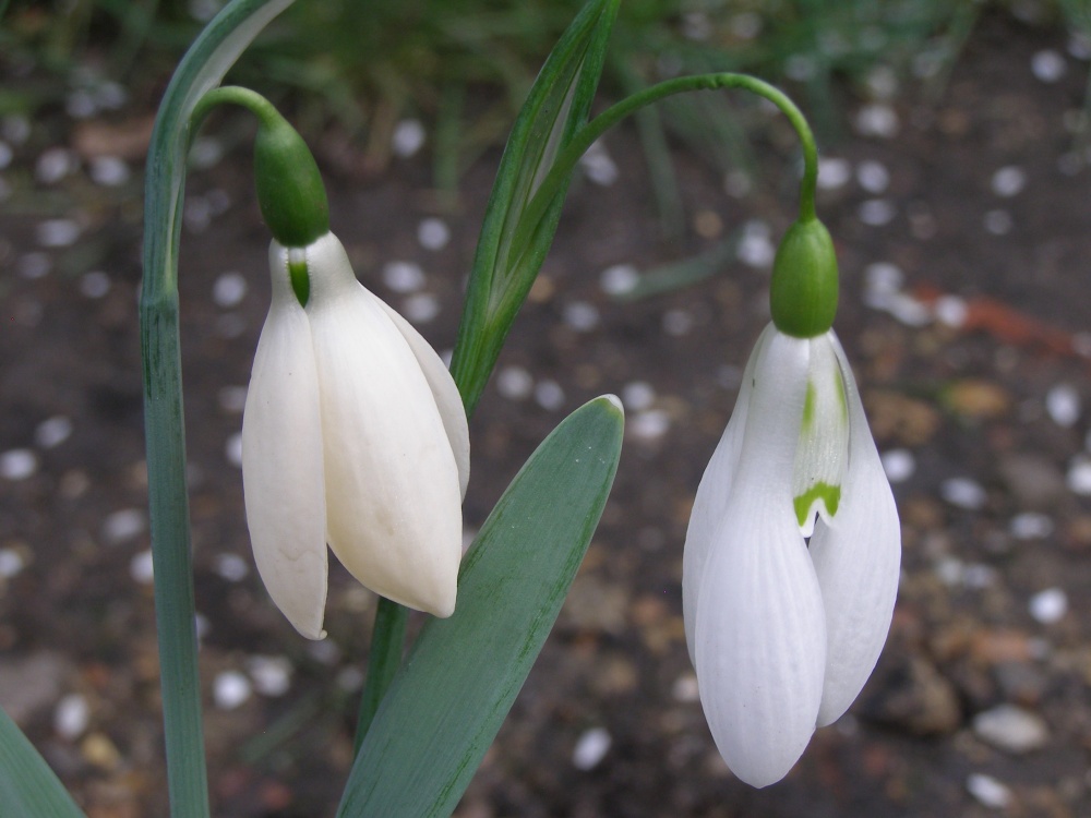 Galanthus gracilis 'Belisha Beacon' - monksilvernursery.co.uk