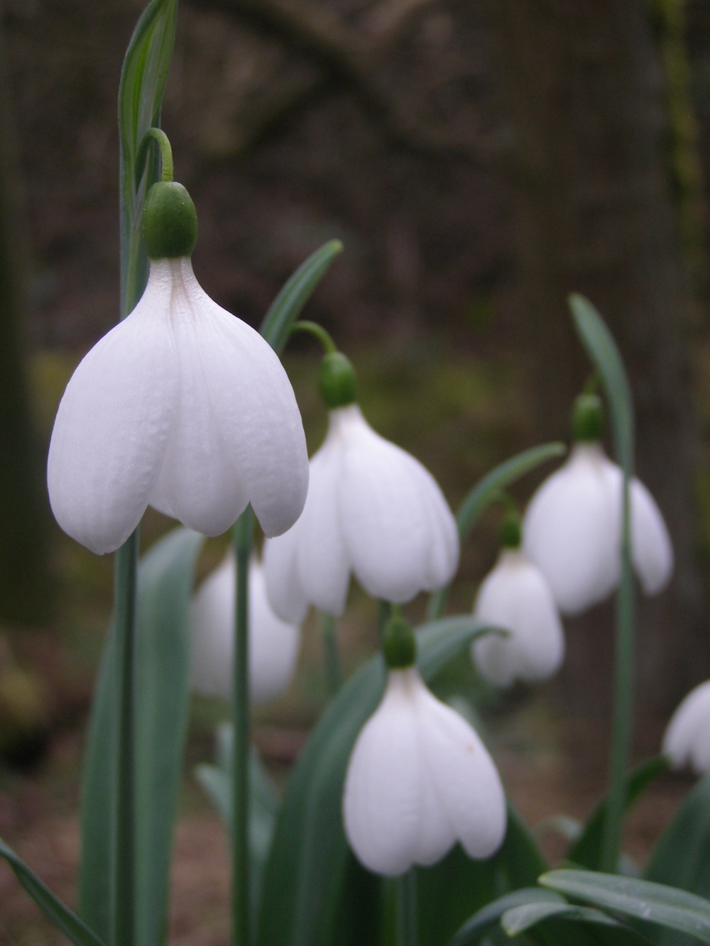 Galanthus plicatus subsp byzantinus 'E A Bowles' - monksilvernursery.co.uk