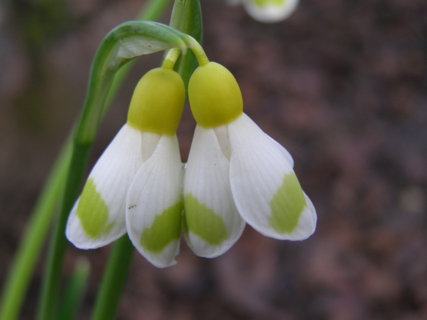 Galanthus plicatus 'Golden Tears' - monksilvernursery.co.uk