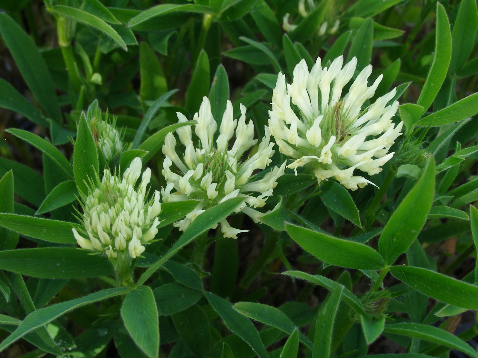 Trifolium Rubens - monksilvernursery.co.uk