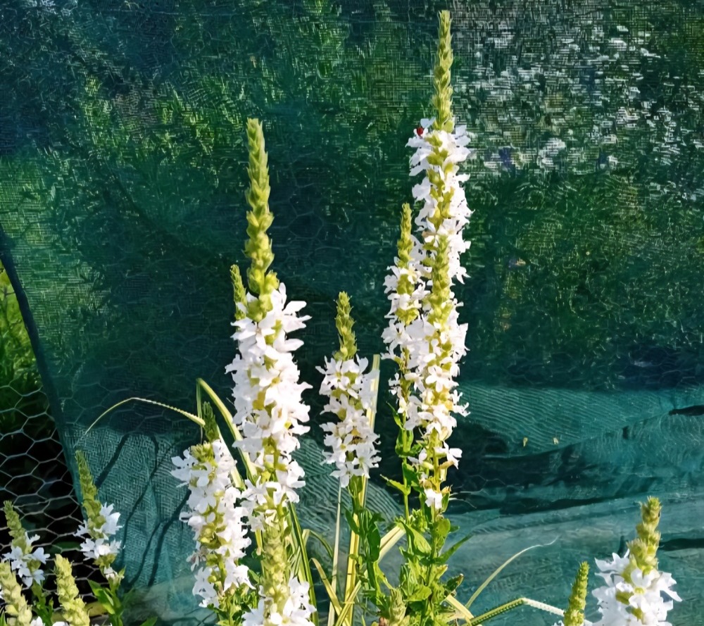Lythrum Salicaria 'Whitelight' - monksilvernursery.co.uk