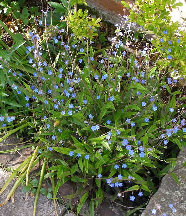 Omphalodes nitida - monksilvernursery.co.uk
