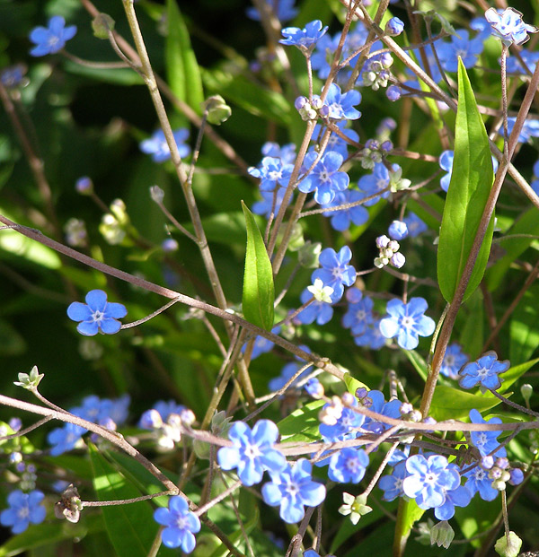 Omphalodes nitida - monksilvernursery.co.uk
