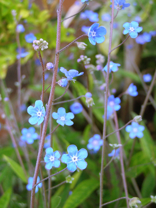 Omphalodes nitida - monksilvernursery.co.uk