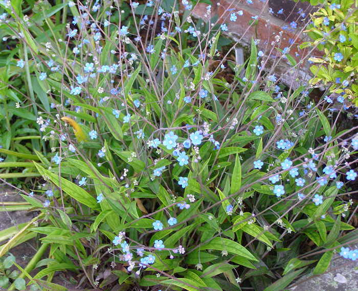Omphalodes nitida - monksilvernursery.co.uk
